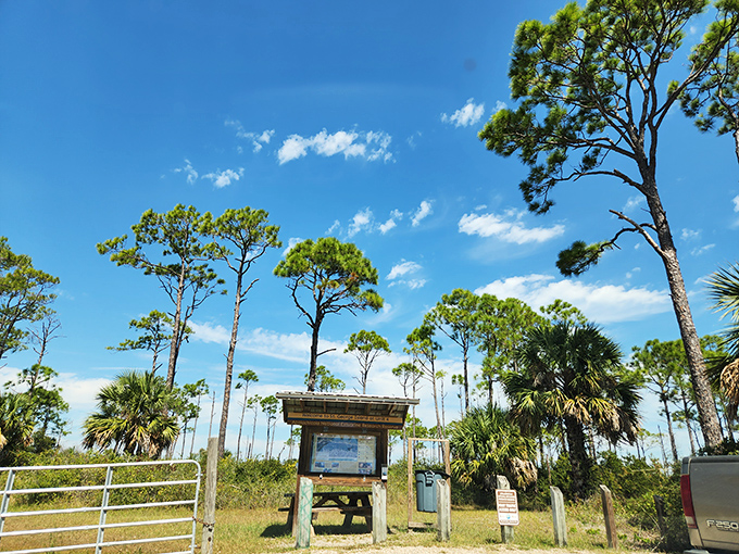 Nature's classroom where interpretive signs tell the story of barrier island ecology while pine trees whisper secrets overhead.