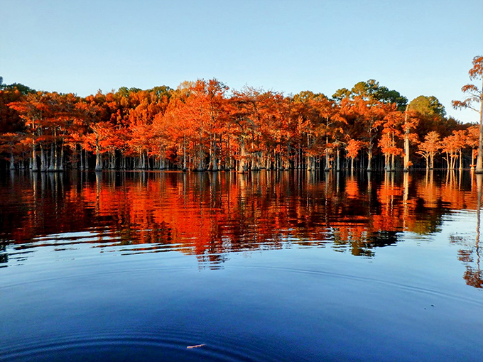 Nature's autumn fireworks: cypress trees dressed in their fall finery create a spectacle that puts any man-made light show to shame.