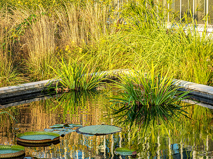 Ornamental grasses create a golden frame for lily pads that seem to float like green dinner plates awaiting aquatic guests.