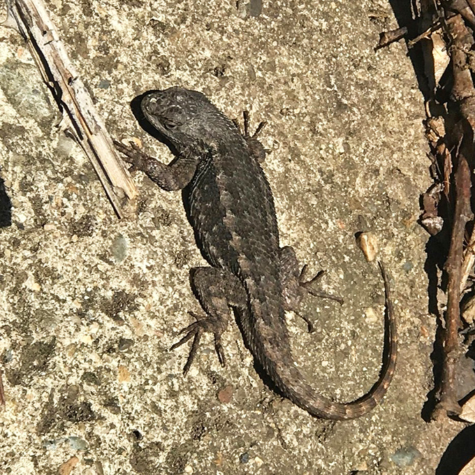 Meet your tiny prehistoric neighbor! This Western Fence Lizard is basically the neighborhood watch captain of Valley of the Rogue.