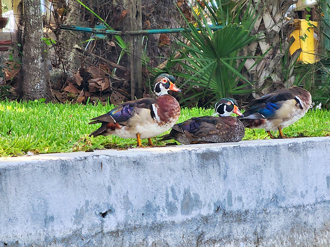 These colorful wood ducks seem to be posing for their Florida wildlife calendar shoot, completely unbothered by human admirers.