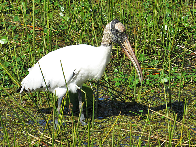 A Wood Stork forages in the wetlands, nature's own maitre d' welcoming you to this ecological feast for the senses.