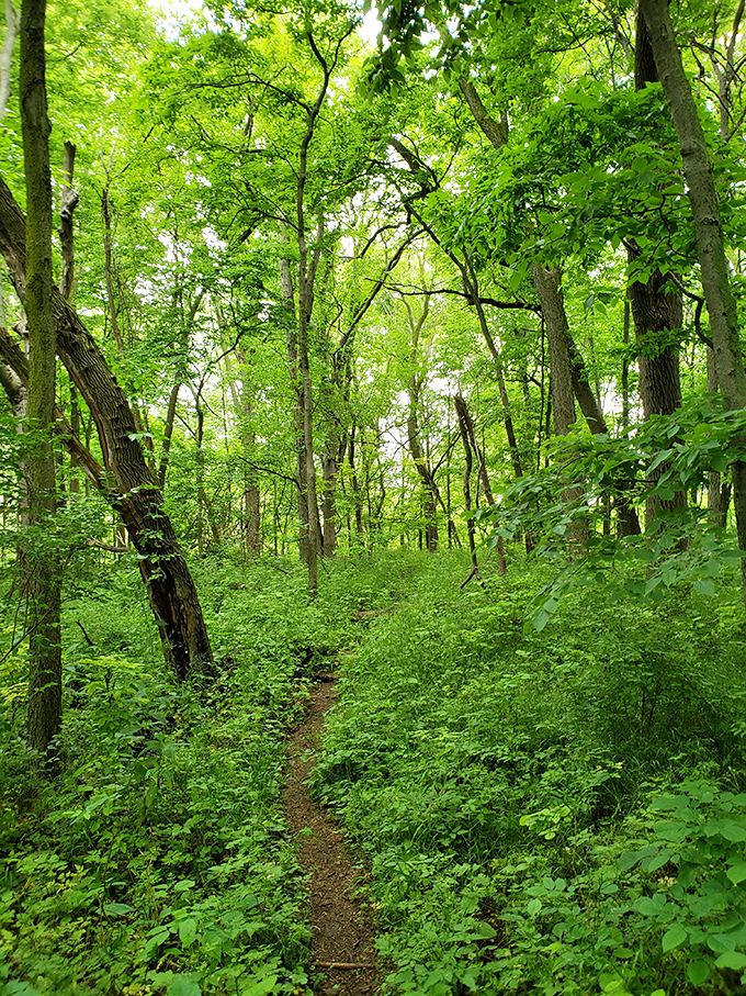 The Woodland Trail offers a green embrace so lush it makes you wonder if you've wandered into a fairy tale&mdash;minus the wicked witch. 