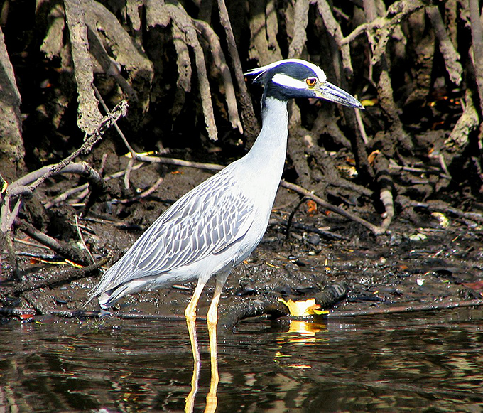 A yellow-crowned night heron stands sentinel in the mangroves. Nature's own fashion model sporting a sleek gray suit with yellow accessories.