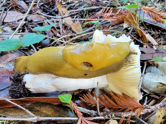 The banana slug: Nature's reminder that you can be bright yellow, move incredibly slowly, and still be an essential part of the ecosystem.