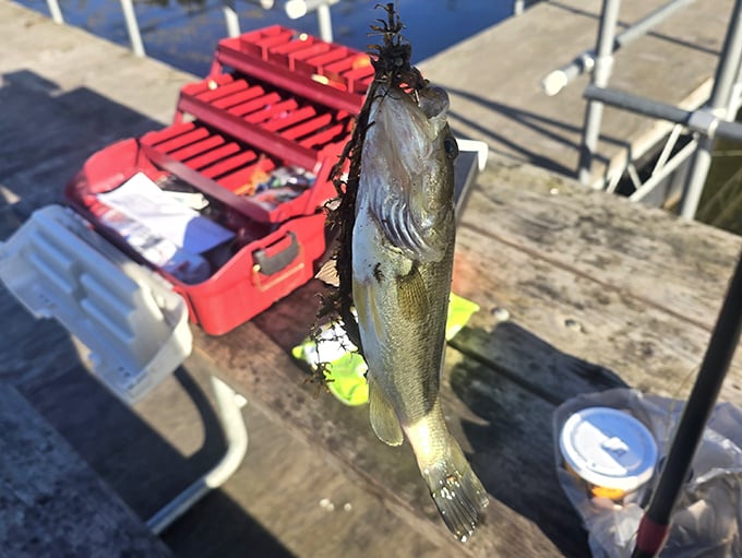 Fresh-caught bass from Lake Hope: proof that patience and persistence still pay dividends in Ohio.