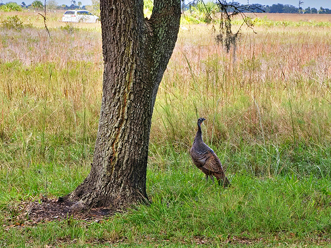 "Just hanging out at the office," says this wild turkey. Nature's most underrated comedian, strutting through the prairie like it owns the mortgage.