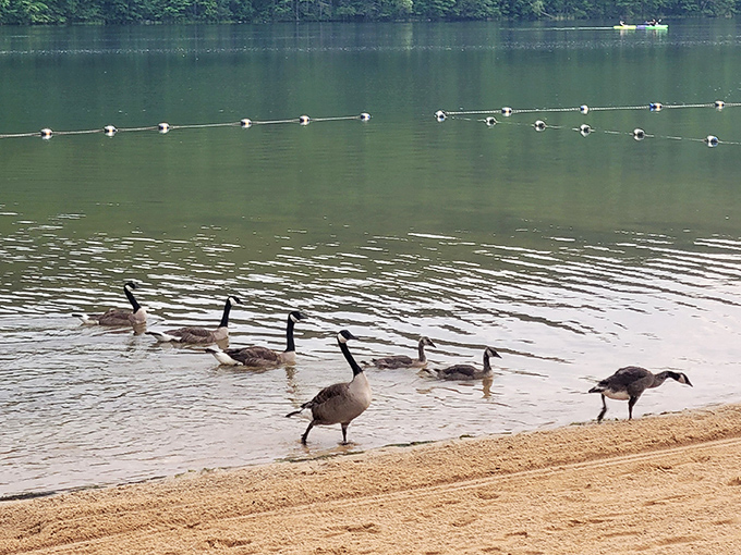 The local geese patrol struts along the shoreline, nature's own welcoming committee with questionable manners but impeccable formation.