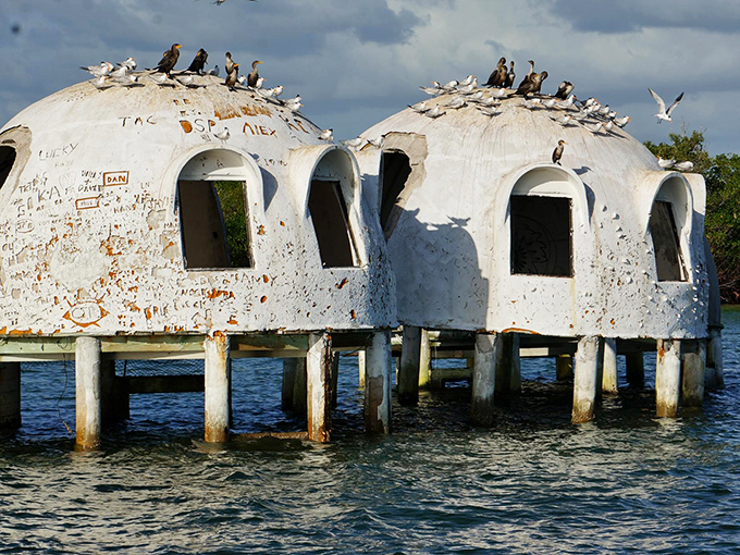 Nature's ultimate recycling program: seabirds have claimed the abandoned domes as premium waterfront real estate, complete with panoramic ocean views.