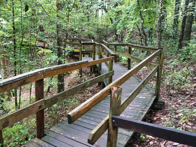 This zigzagging boardwalk through emerald foliage feels like you've stumbled into Fern Gully &ndash; just without the Robin Williams-voiced bat.