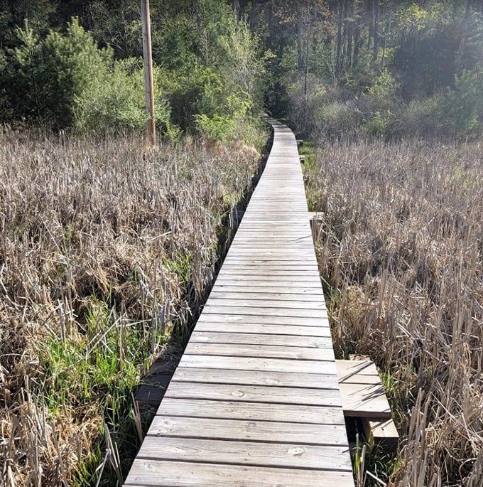 The boardwalk stretches across wetlands like a wooden welcome mat, inviting you into a world where cell service fades but wonder amplifies.