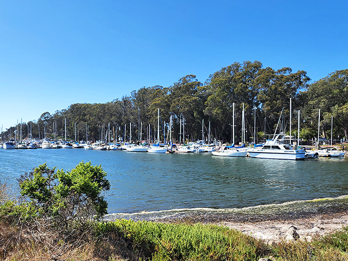 The marina's forest of masts creates a peaceful rhythm against blue waters, a nautical neighborhood where everyone has waterfront property.