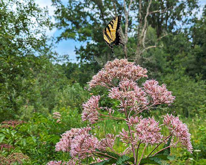 Nature's perfect partnership: a swallowtail butterfly performs its delicate dance atop pink Joe-Pye weed, demonstrating pollination with more grace than any textbook could.