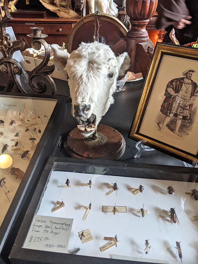 This taxidermied calf head seems to be judging your life choices while surrounded by meticulously mounted insects that probably met their end during someone's very dedicated summer vacation.