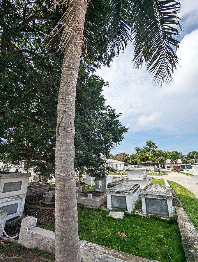 A towering palm presides over the jumble of above-ground tombs&mdash;nature's reminder that even in death, island style prevails.