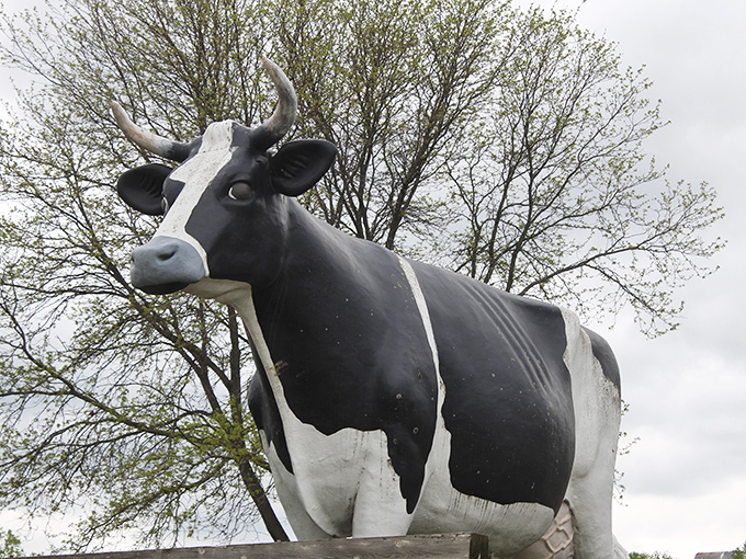 That knowing look says, "I've seen generations come and go, but cheese is forever." Antoinette's face shows both wisdom and whimsy.