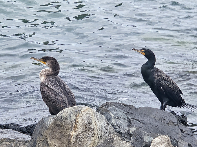 Nature's odd couple: cormorants doing their best impression of grumpy old men debating which fishing spot is superior.