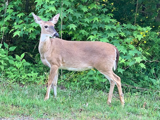Excuse me, do you have a moment to talk about forest conservation? Local wildlife conducting their own welcome committee.