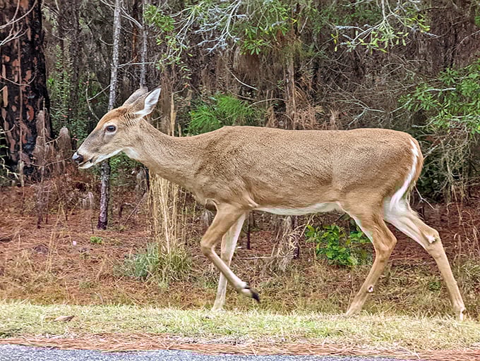 "Excuse me, coming through!" This deer clearly didn't get the memo about staying on designated trails.