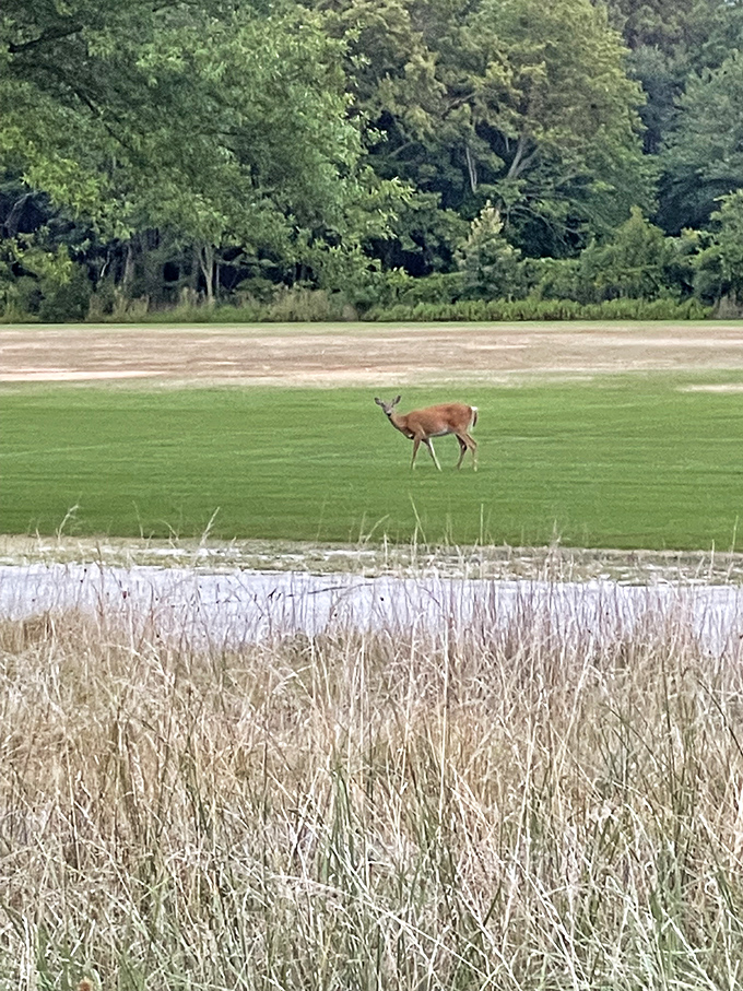 "Excuse me, just passing through." Wildlife sightings at Cape Henlopen turn ordinary field trips into National Geographic moments.