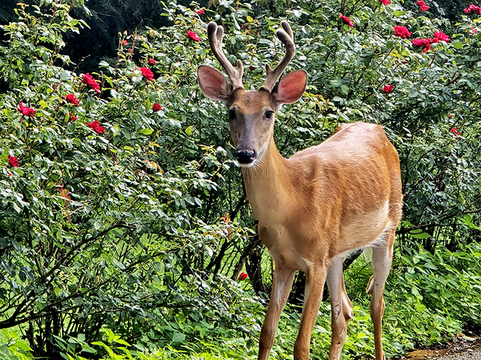 Even the local wildlife appreciates fine horticulture. This deer seems to be contemplating which roses would make the tastiest snack.
