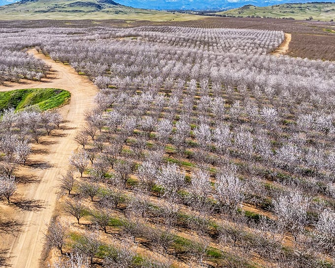 Spring transforms Orland's orchards into a breathtaking tapestry of blossoms &ndash; nature's annual art show that doesn't charge admission or require a reservation.