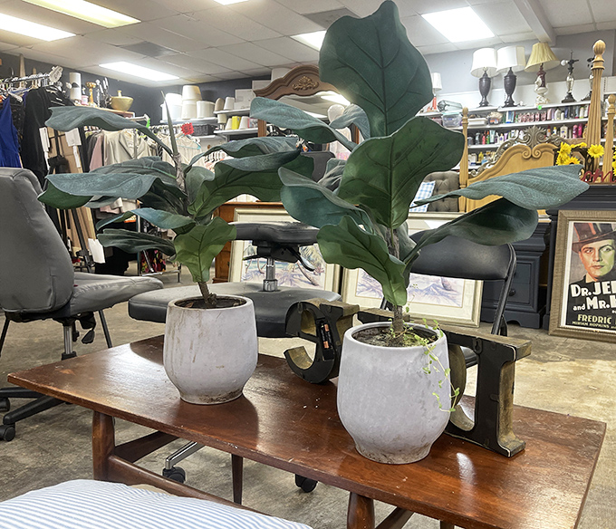 Plant parents rejoice! These fiddle leaf figs bring instant designer credibility to any space without the garden center markup.