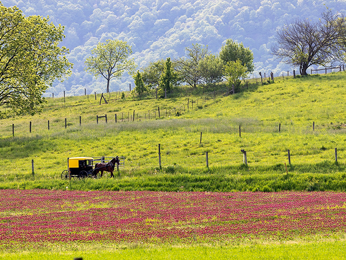 That yellow buggy crossing emerald fields and crimson clover looks like a scene from a storybook, but it's just Tuesday in Belleville. 