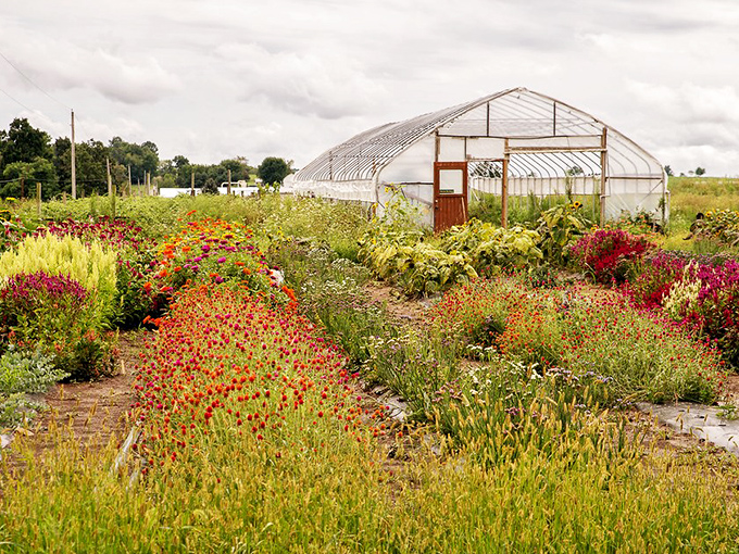 A flower farm that makes your local garden center look like the clearance section at a gas station. Colors that no filter could possibly improve.