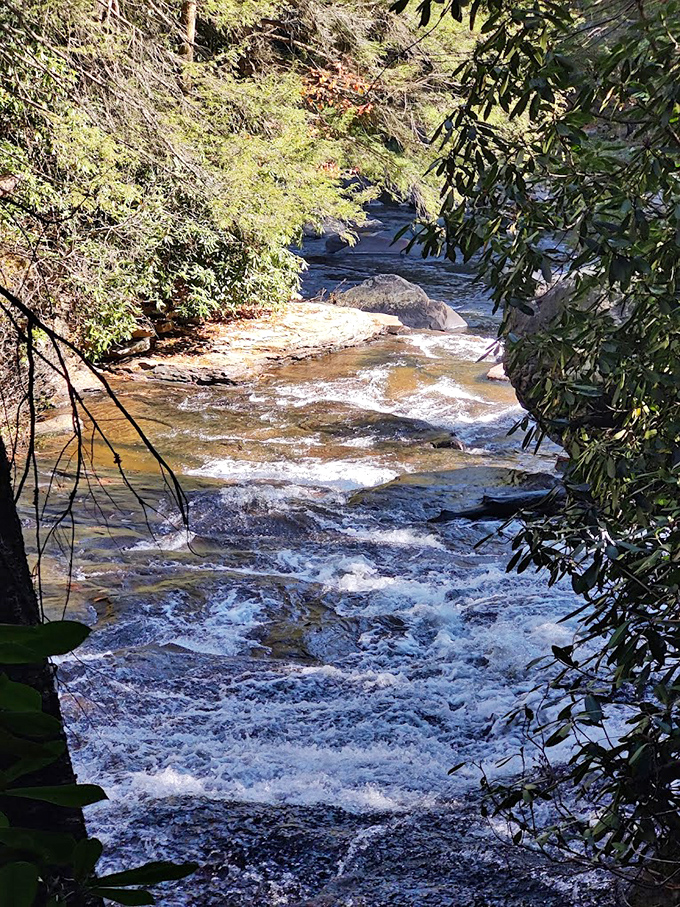The Youghiogheny River plays hide-and-seek through rhododendron thickets, revealing itself in flashes of blue between the green.