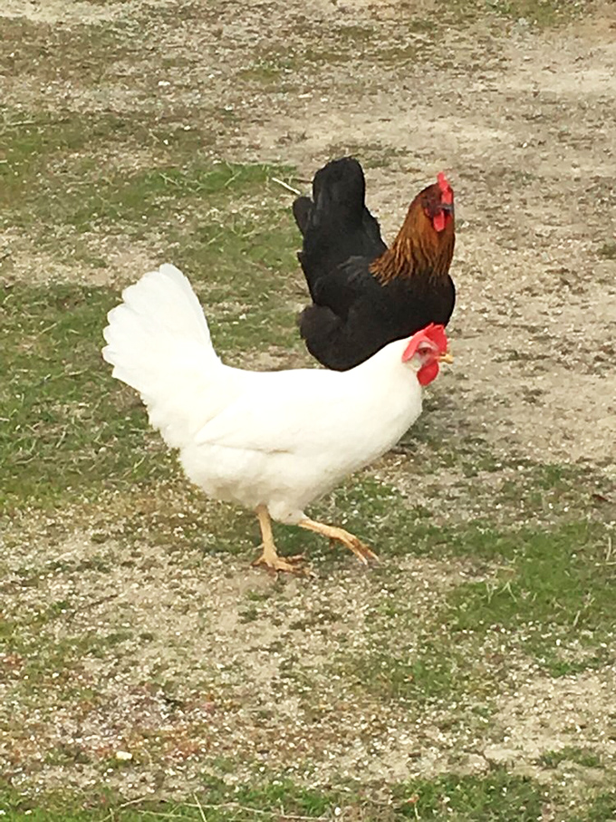 Even the chickens at Allensworth are living history lessons, free-ranging just as they would have when this was a thriving, self-sufficient community.