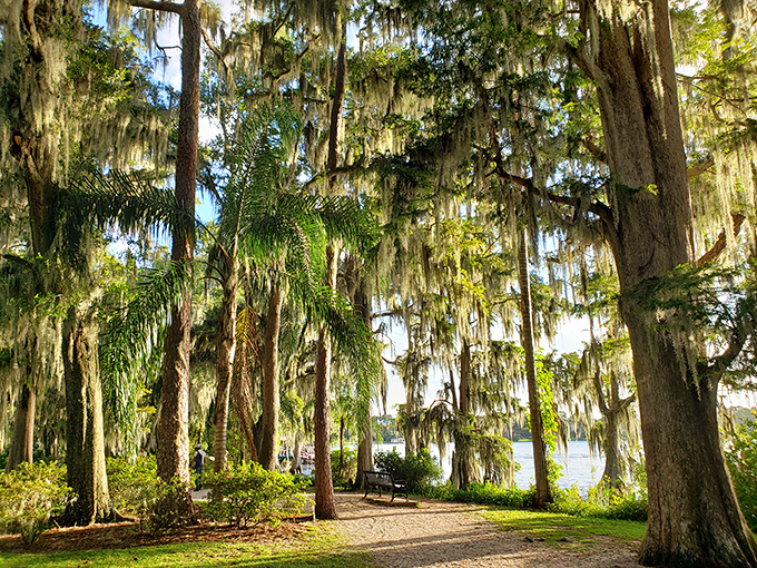 Spanish moss drapes these ancient trees like nature's own interior decorator, creating shaded pathways that feel ten degrees cooler than they have any right to be.