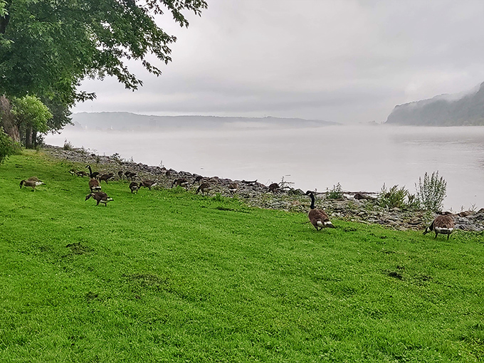 These Canada geese didn't need GPS to find this perfect riverside real estate&mdash;they're the park's unofficial welcoming committee.