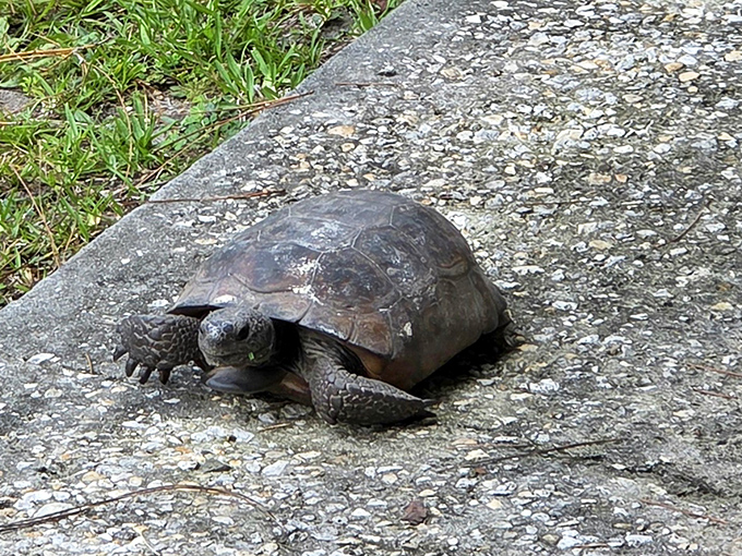 Meet one of Florida's most charming residents—the gopher tortoise. These protected creatures move at their own pace, teaching us all about slow living.