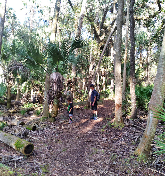 Wandering through Hontoon's palm-studded trails feels like stepping into a Florida that existed long before mouse ears and roller coasters.