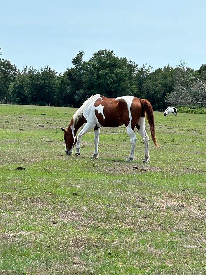 Beyond the castle grounds, horses graze peacefully, unimpressed by their royal neighbor's metallic magnificence.