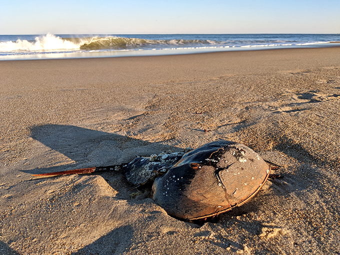 The horseshoe crab&mdash;unchanged for 450 million years and still rocking that prehistoric look better than any Hollywood dinosaur.