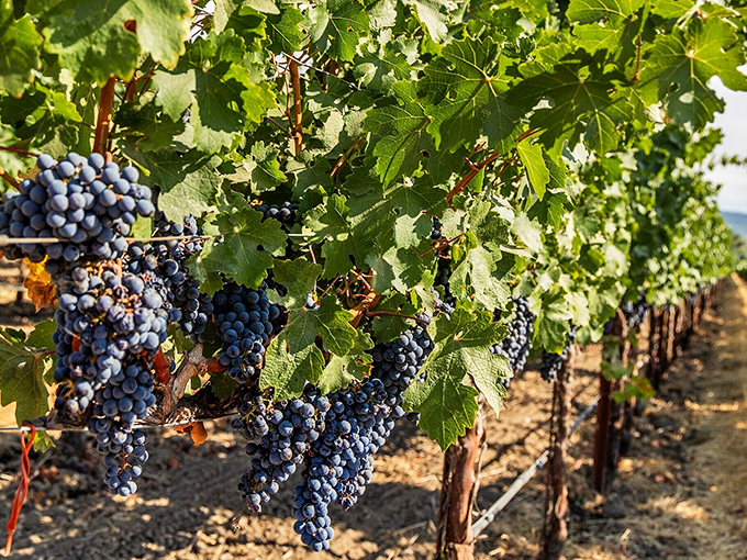 These aren't just grapes &ndash; they're future conversations in a bottle, soaking up California sunshine before becoming tomorrow's dinner companion.