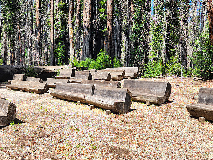 Forest amphitheater where the only performance is silence. These log benches invite contemplation under a canopy of redwood giants.