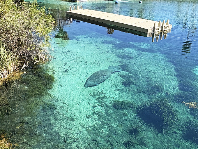 That moment when you realize the manatee is giving you side-eye for invading its crystal-clear living room.