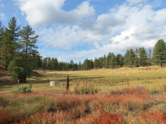 A meadow that looks like it was borrowed from a Bob Ross painting. "Just add some happy little trees" &ndash; and he did!