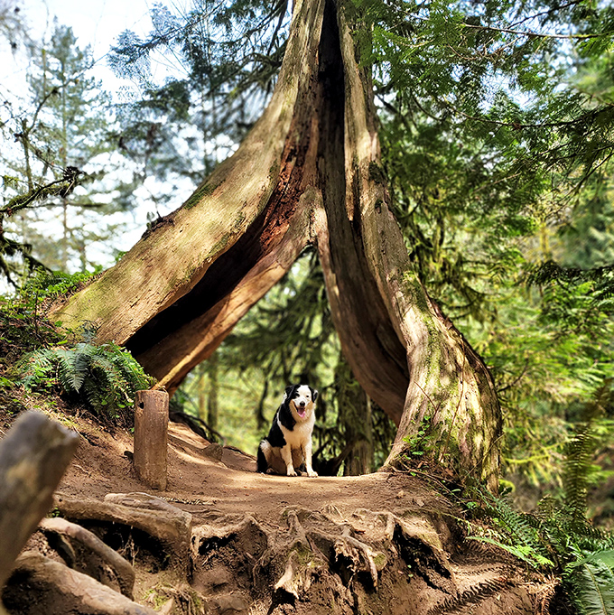 Even four-legged adventurers find magic in these ancient tree formations. Nature's perfect doggy photo booth awaits your best friend.