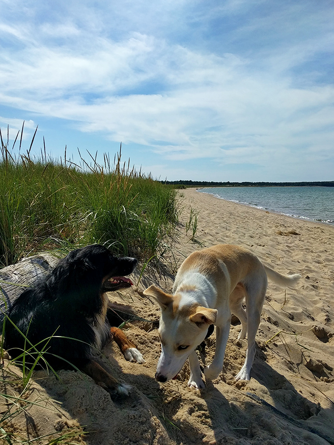 Even four-legged explorers find their bliss at Peterson Beach, where sandy paws and wagging tails are part of the natural scenery.