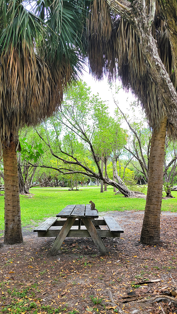 Nature's dining room comes complete with palm-frond ceiling and a squirrel who will judge your picnic choices without shame.