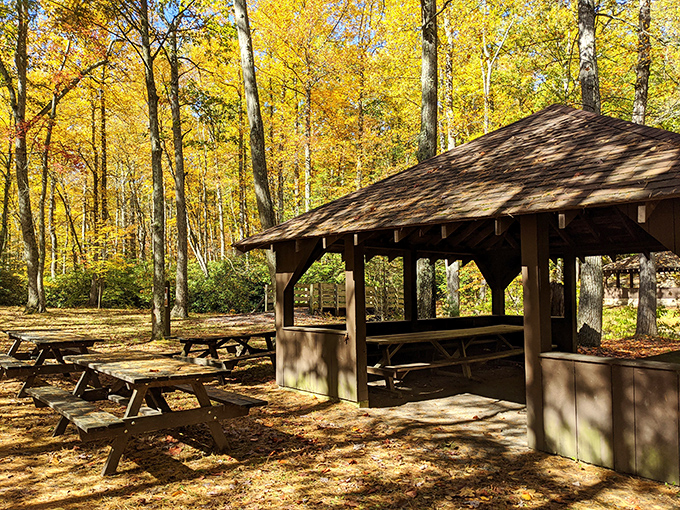 Fall's golden canopy transforms this simple pavilion into a cathedral of autumn splendor. Suddenly, those pumpkin spice lattes have serious competition.