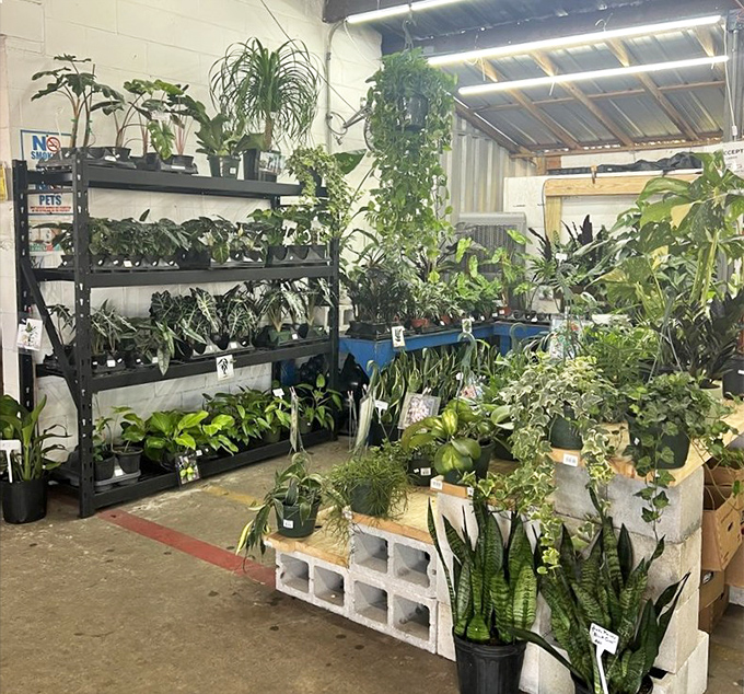 Indoor jungle vibes where green thumbs find botanical treasures to transform any living space.