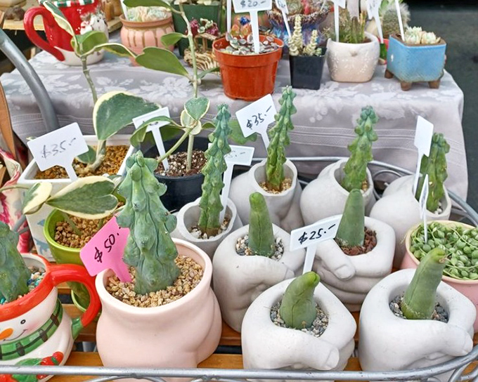 Succulent heaven! These adorable potted plants stand at attention like tiny green soldiers, each wearing a price tag that won't make your wallet wilt.