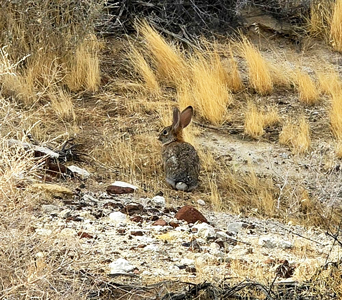 Desert resident caught mid-errand. This cottontail doesn't need GPS to navigate the park's hidden pathways and secret gardens.