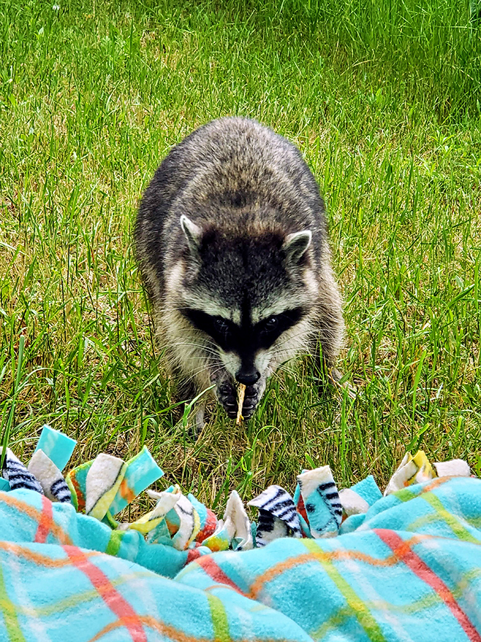 "Excuse me, did you bring snacks?" This bold raccoon demonstrates why proper food storage isn't just a suggestion at Rooster Rock State Park.