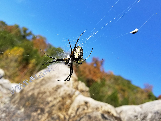 Even the spiders appreciate prime real estate here, setting up their silky masterpieces with million-dollar views of the shut-ins.